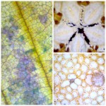 Microscope Digital Art for Kids - Innovation Kids Lab