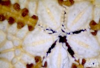 Microscope Digital Art for Kids - Innovation Kids Lab